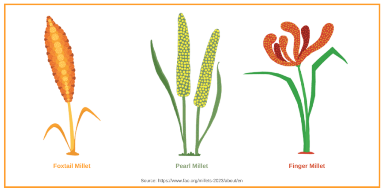 Celebrating the International Year of Millets: Nurturing Sustainable ...
